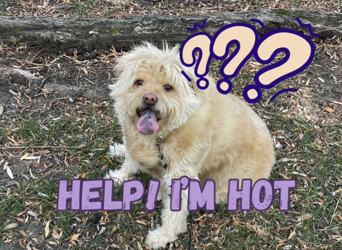 HELP! My Dog is Overheating! – Petraordinary Pet Services